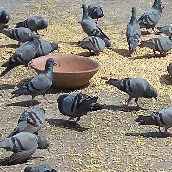 Muscat Municipality: Stop Feeding Birds in Public Places - Virgin Radio ...